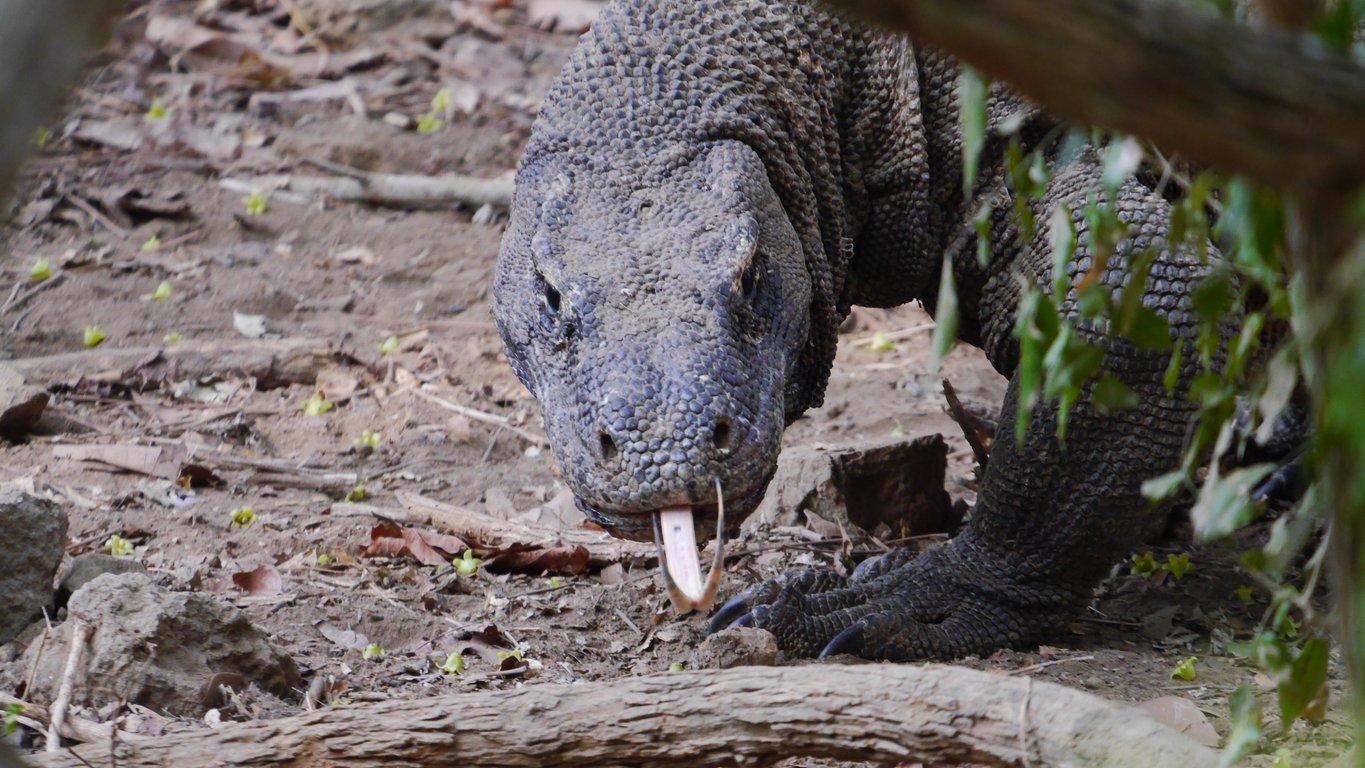 Komodo Kurztour mit dem Speedboot - Warane und Strand