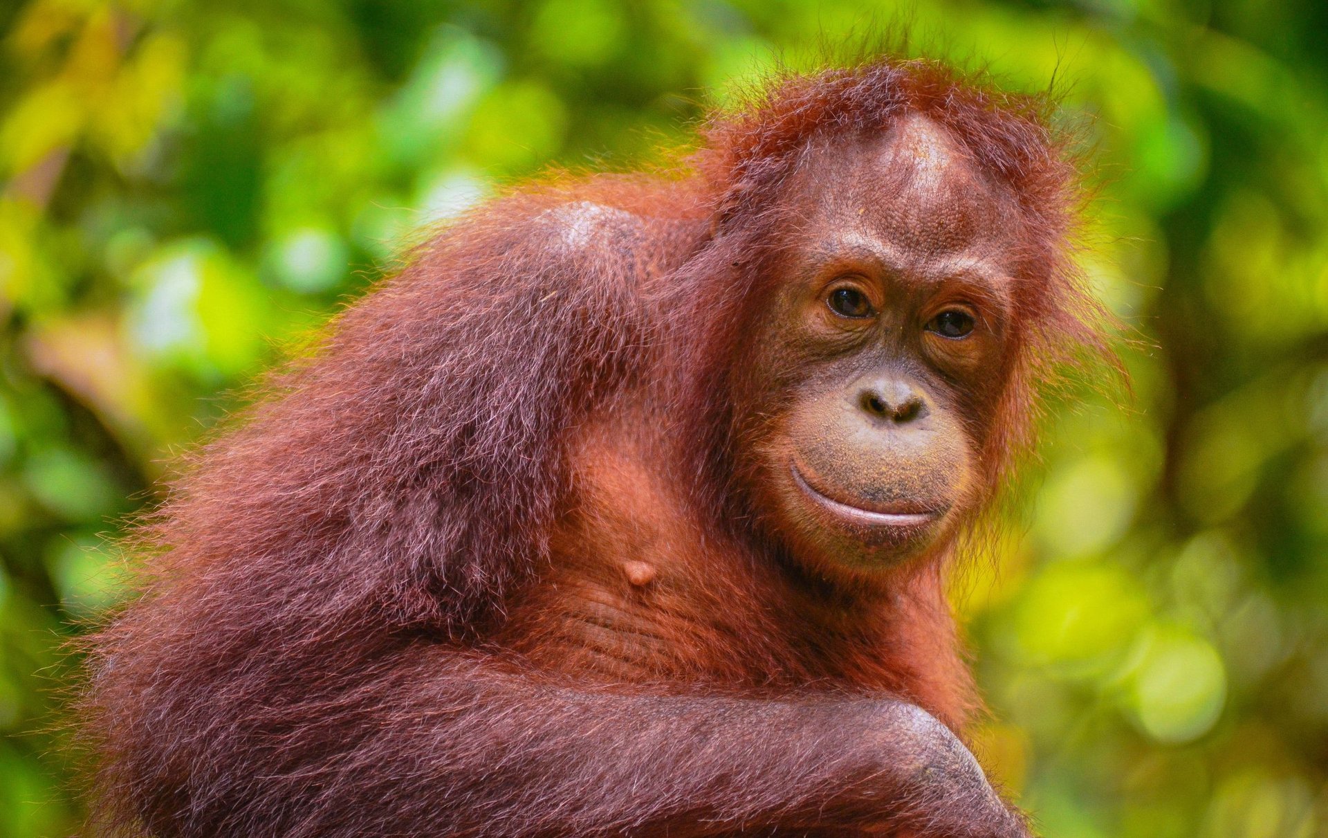 Borneo Highlights - 5 Tage Sarawak | Naturwunder Malayias